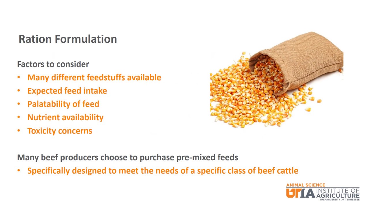 Beef Skillathon Study Series: Common Nutrients - YouTube