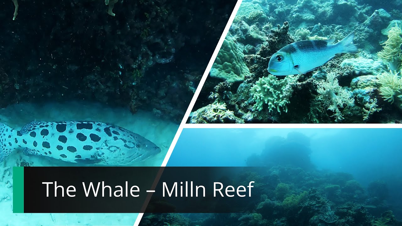 Whale Bommie - Milln Reef - Great Barrier Reef - YouTube