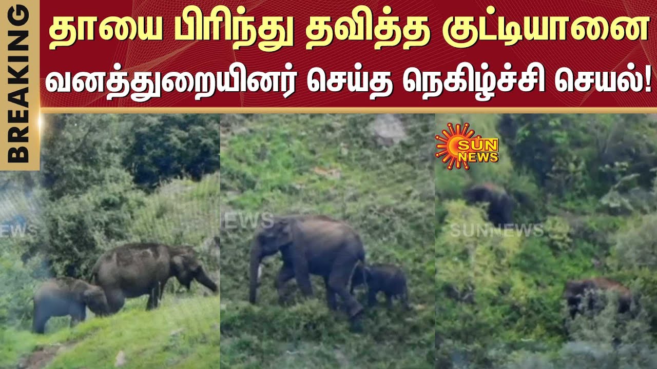 BREAKING | Elephant Viral Video | Masinakudi Mother & Baby Elephant ...