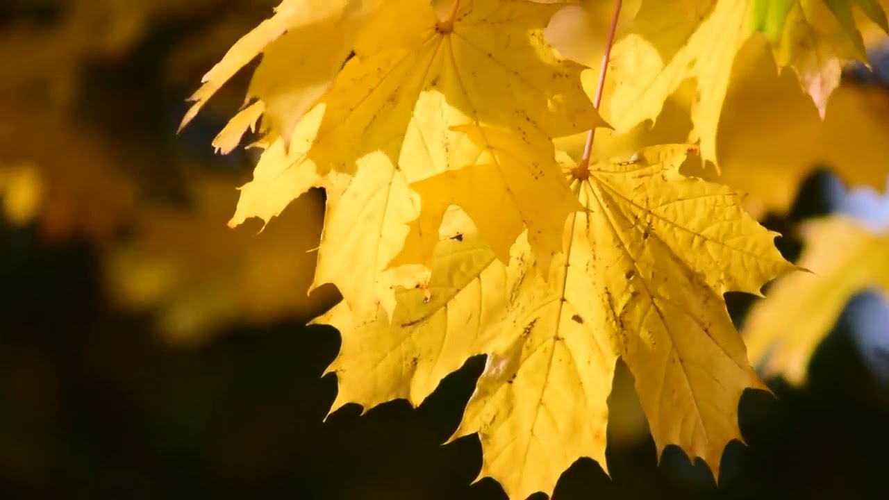 Autumn ambience, Rustling leaves, Birds Chirping, Light Wind and leaves ...