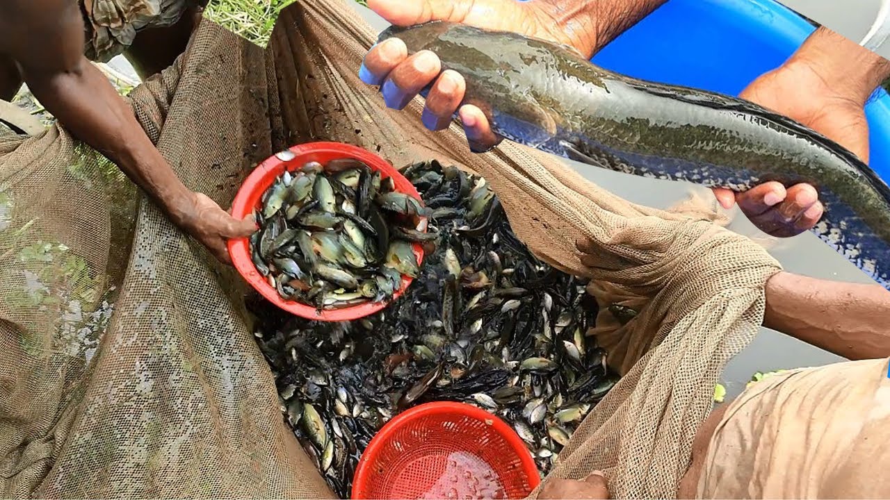 amazing net catch fishing in the Village-13 | net fishing video | cast ...