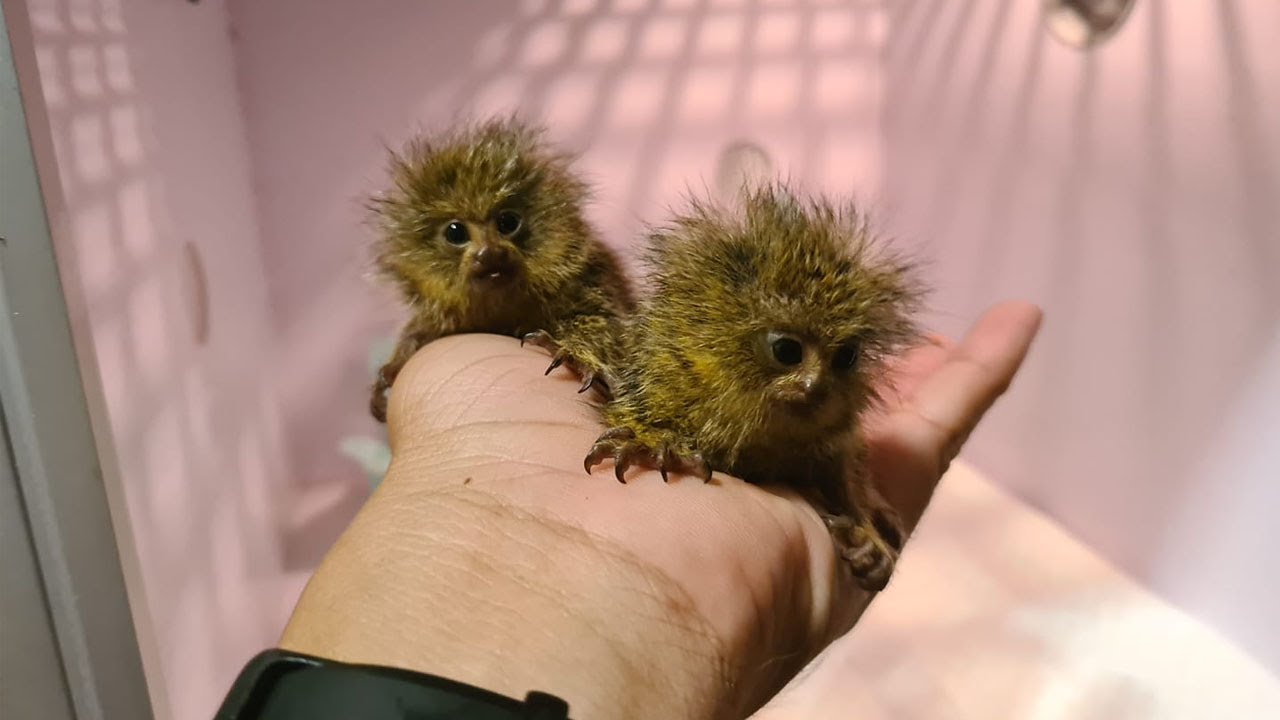 So Cutest Marmoset Monkey | Cute pygmy marmoset - YouTube