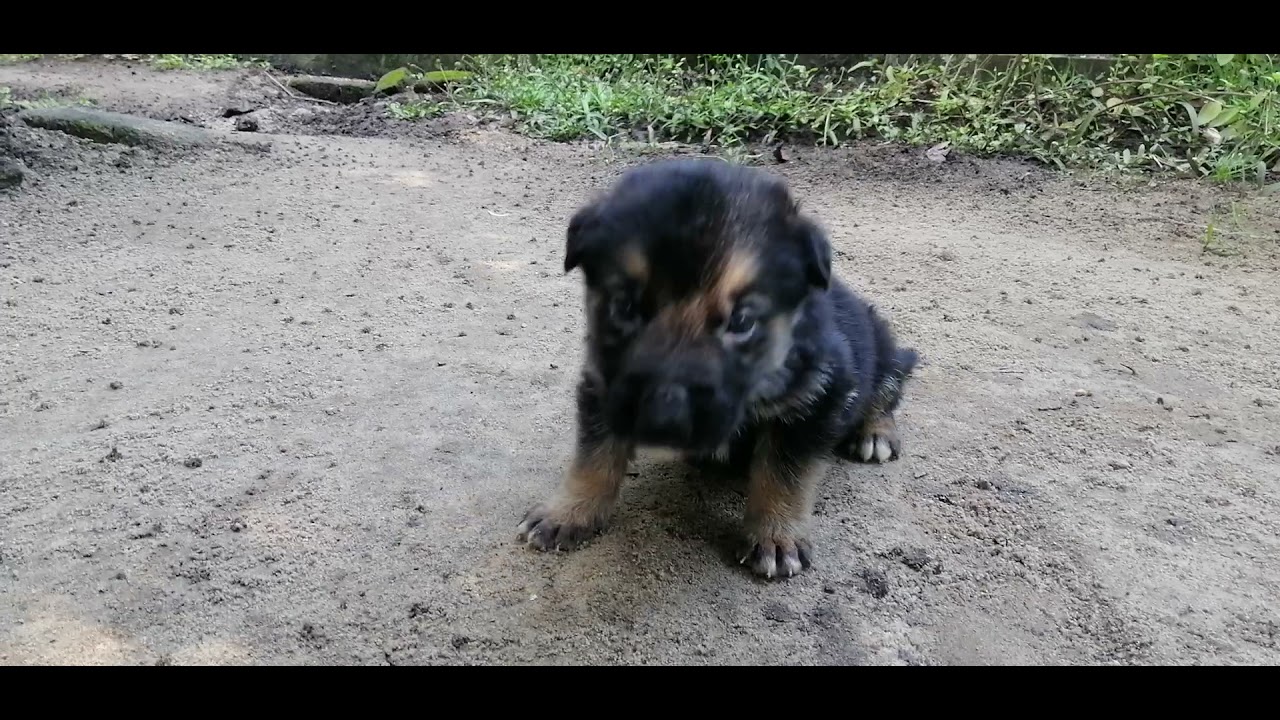 German shepherd puppy #short #crying #puppies - YouTube