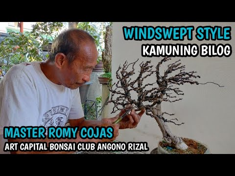 BONSAI WORKSHOP+BONSAI WIRING ANG REPOTTING+ART CAPITAL BONSAI CLUB ...