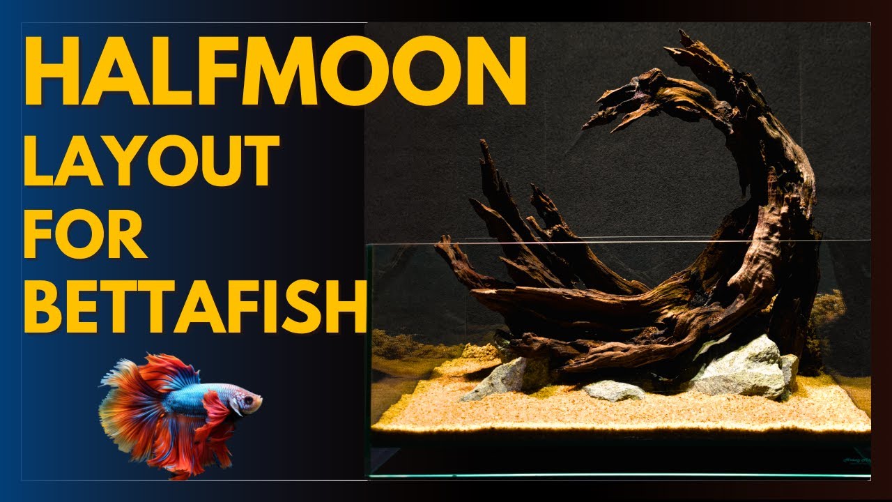Betta Fish Tank Set Up Halfmoon Layout Aquarium l Easy Live Plant - YouTube