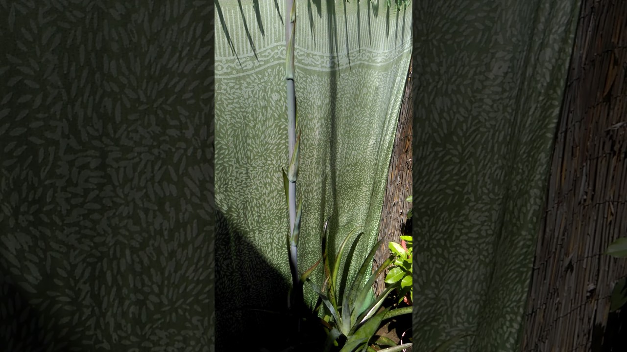 Mangave Guttata Jaguar False Agave Manfreda 7 foot flower stalk bloom ...