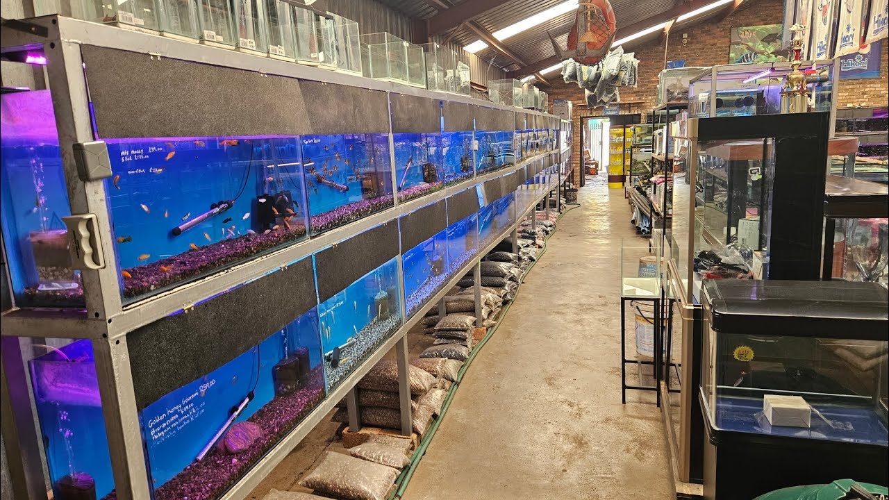HUGE Fish Store Tour - Fish For Africa - YouTube