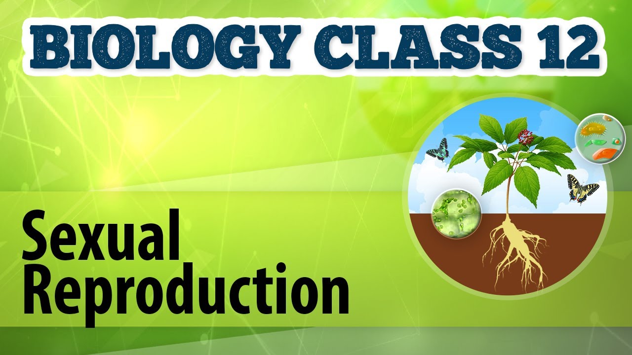Sexual Reproduction - Human Reproduction - Biology Class 12 - YouTube