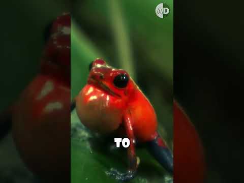 Poison Dart Frogs: Deadly Toxin or Safe to Touch? 🐸☠️