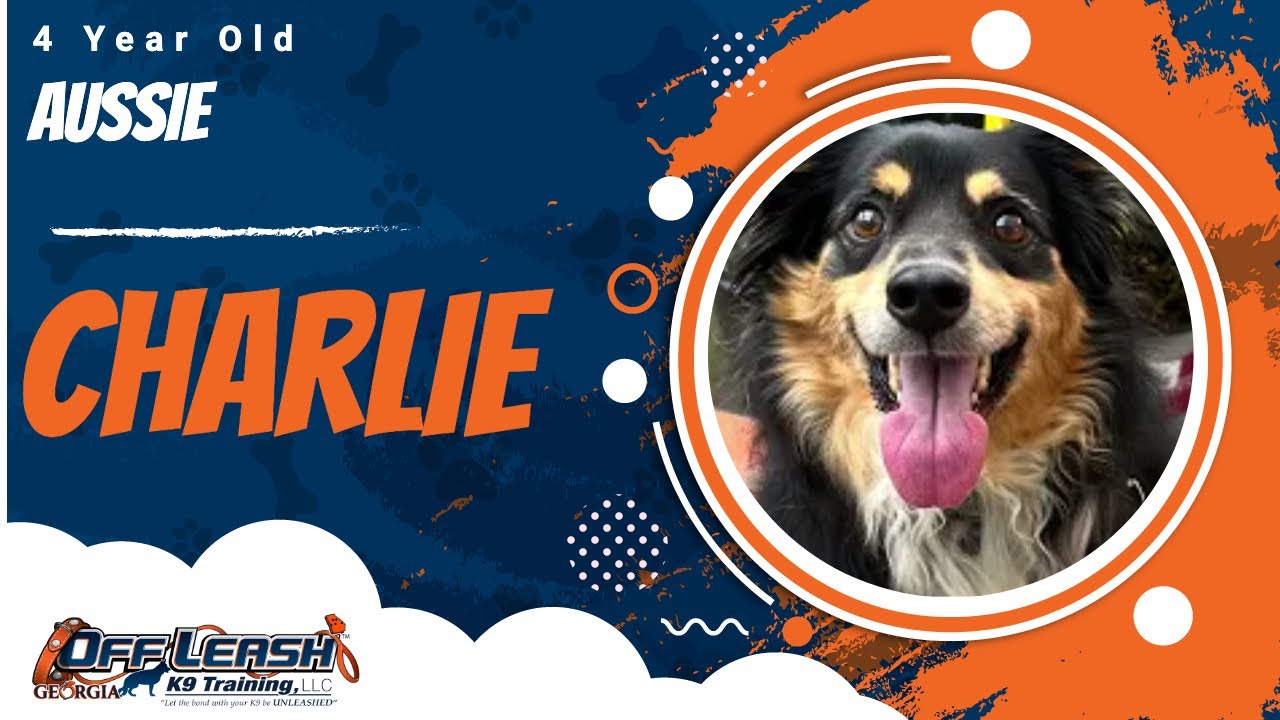 Charlie | 4 Year Old Aussie | Off Leash Aussie Training, Georgia - YouTube