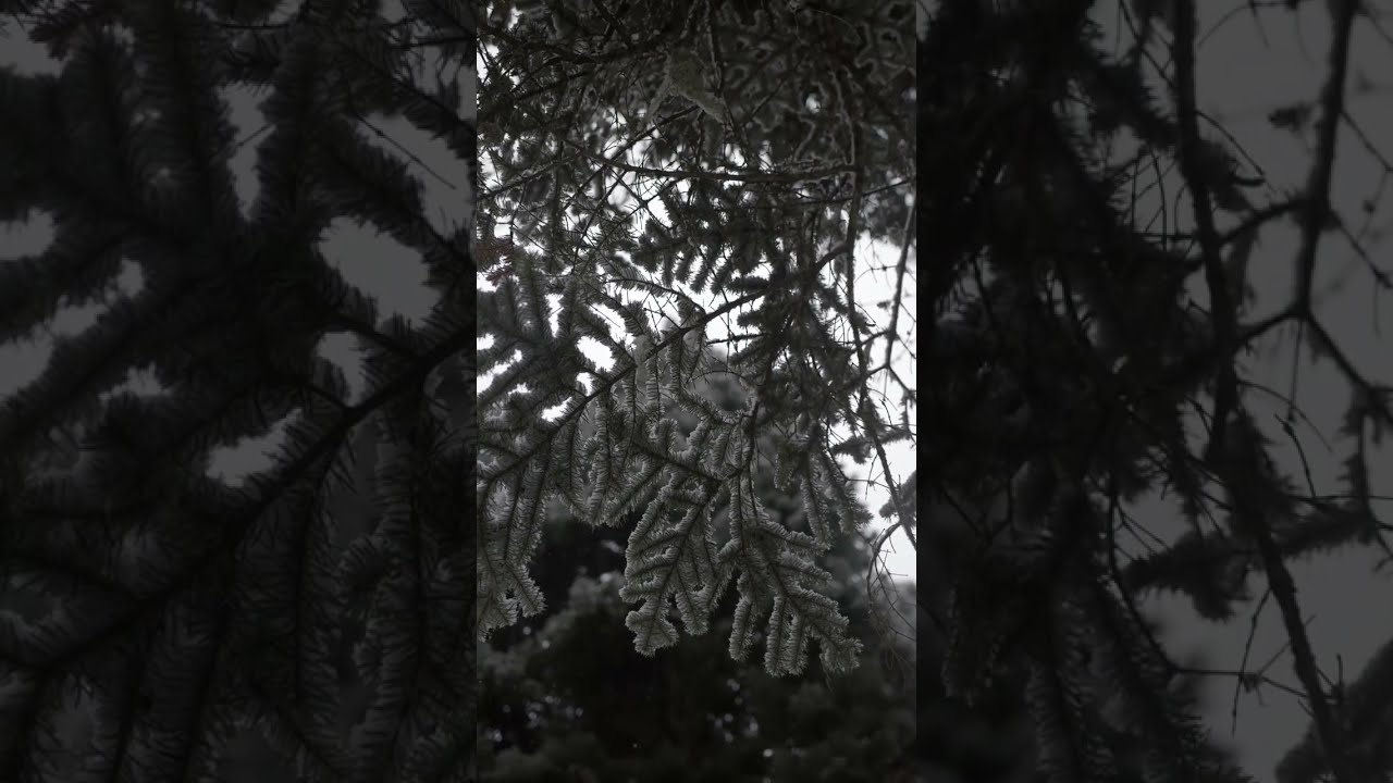 Stunning Snow Fall Scene Captured On Camera #shorts #snowfall - YouTube