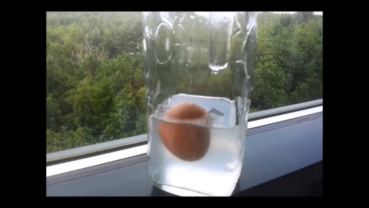 Short Science Videos - How to FLOAT an egg? - YouTube