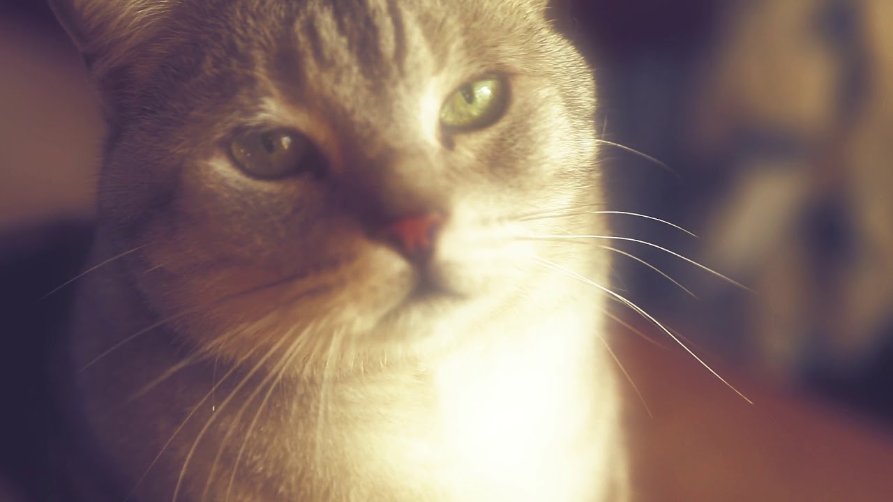 AIZEN - A Cat With Her Tail Up (MV by Yoiri-tsukumo Ver.01) - YouTube