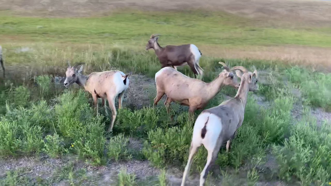 American Antelope, Badlands National Park, SD - YouTube