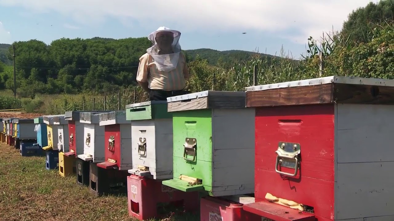 Apisan Forte Ing. Victor Bogdan - Preparat apicol cu premii ...