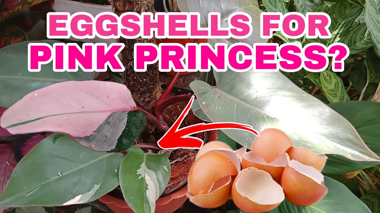EGGSHELL FERTILIZER FOR PINK PRINCESS - YouTube