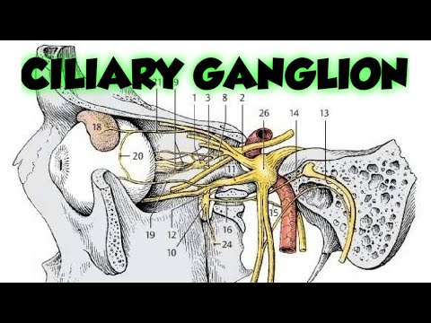 CILIARY GANGLION - YouTube