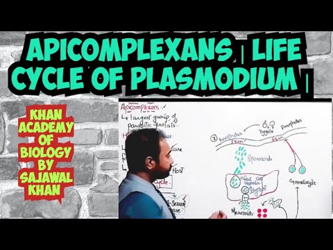 Kingdom Protista | Apicomplexans | Life cycle of plasmodium class 11 ...