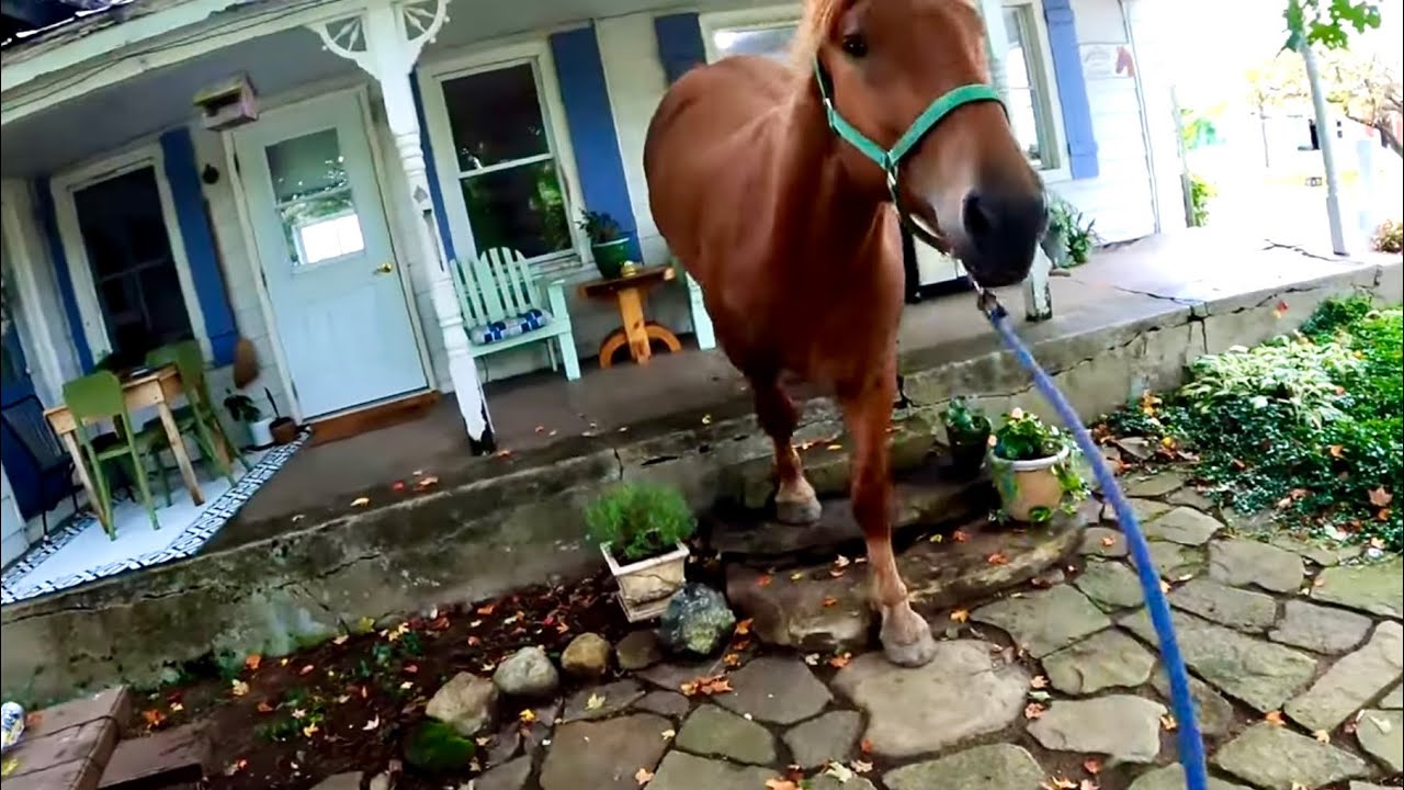 Everyone gets a NEW PASTURE! // Farming with Draft Horses - YouTube