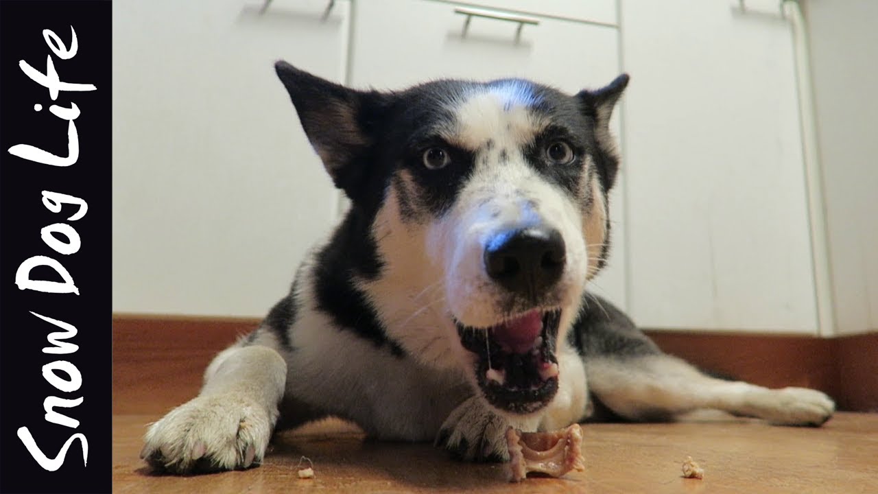 Dogs eat alligator treats! - YouTube