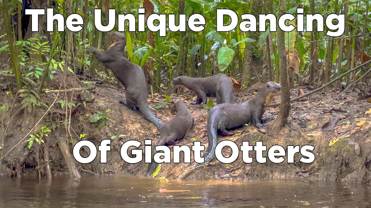 These Giant Otters Dance in the Amazon Rainforest! - YouTube