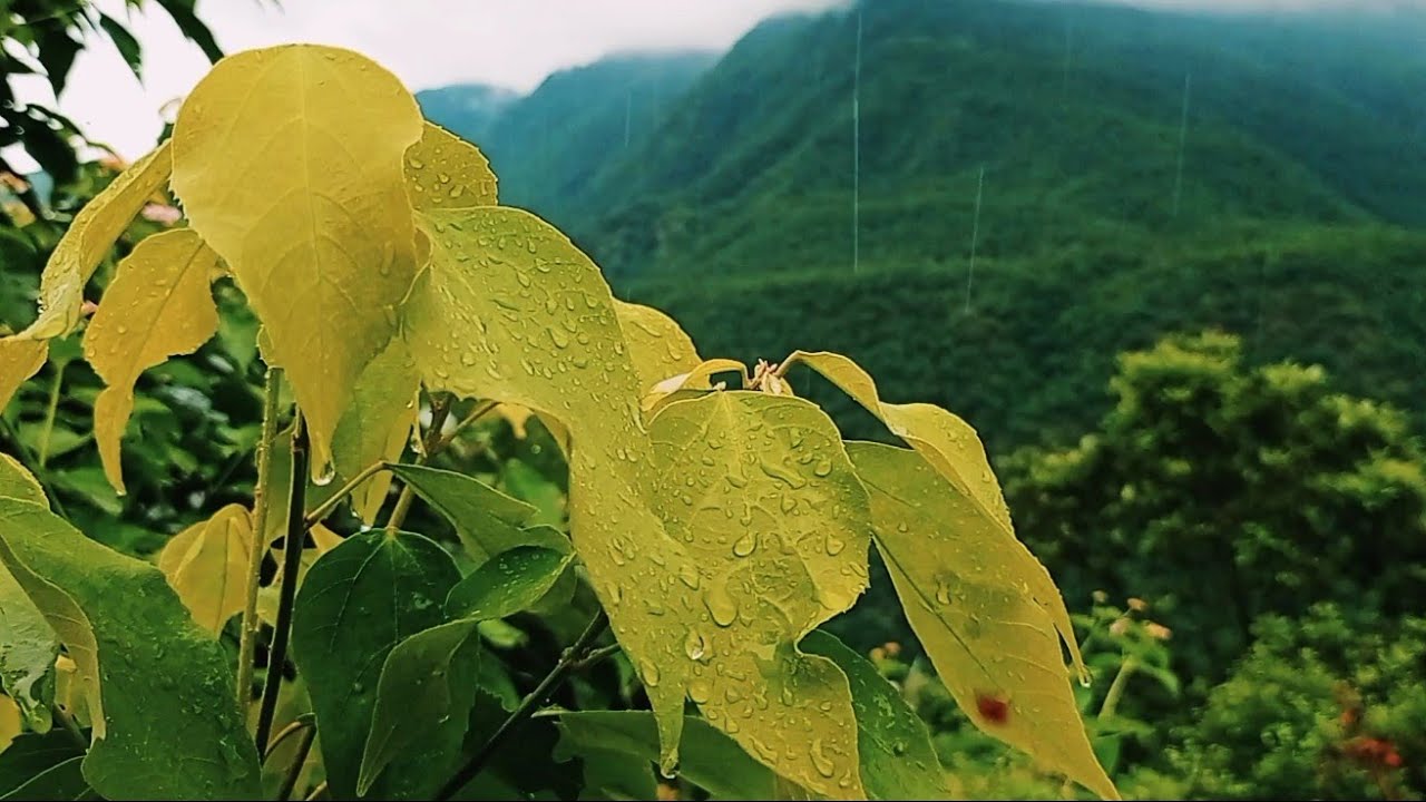 rain sound |rainy day |rain status |rain scenery |natural rain voice ...