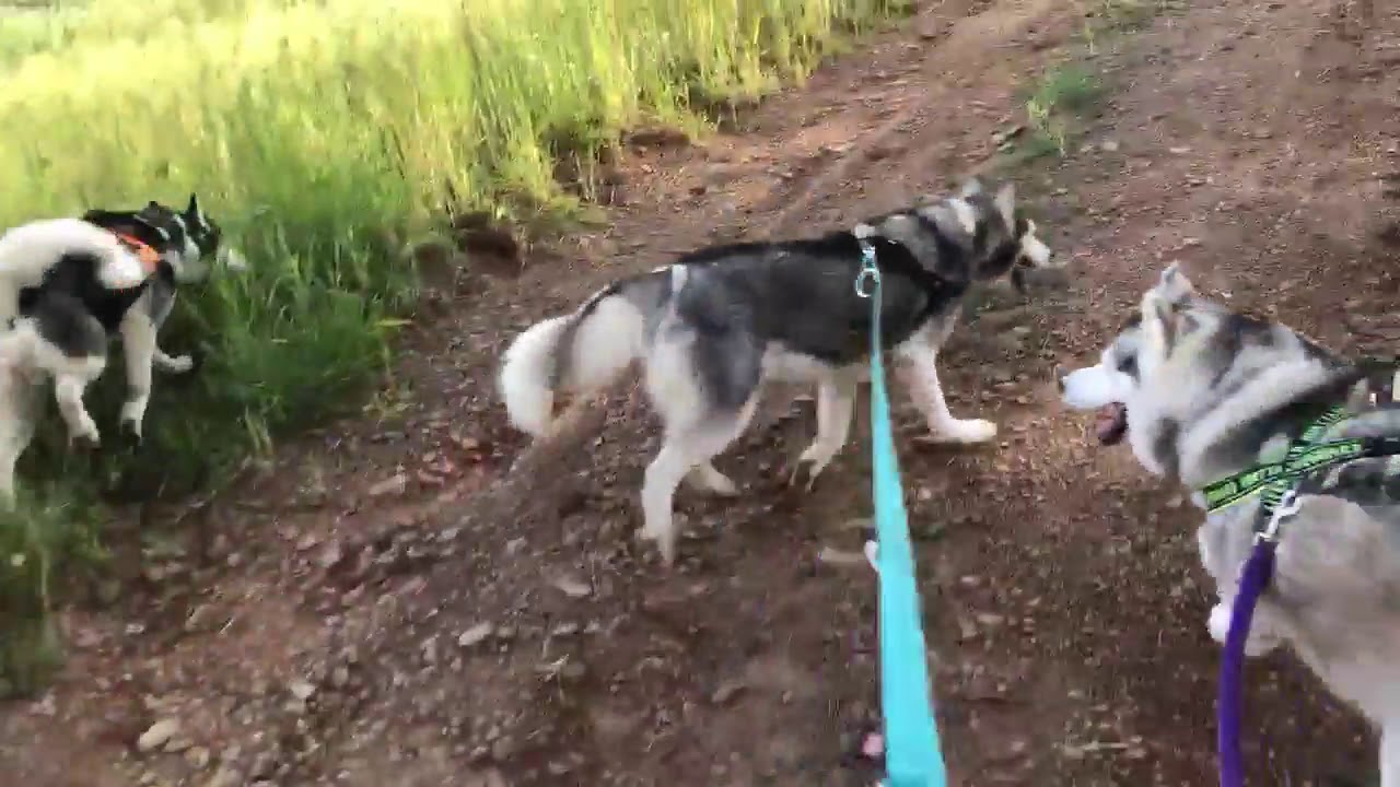 SLED DOG RESCUE SANCTUARY: Zoya, Raksha, Diego and Homer on the walk ...