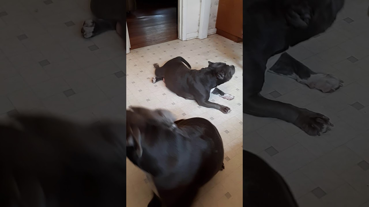 How to feed your bully beef tips and wild rice - YouTube