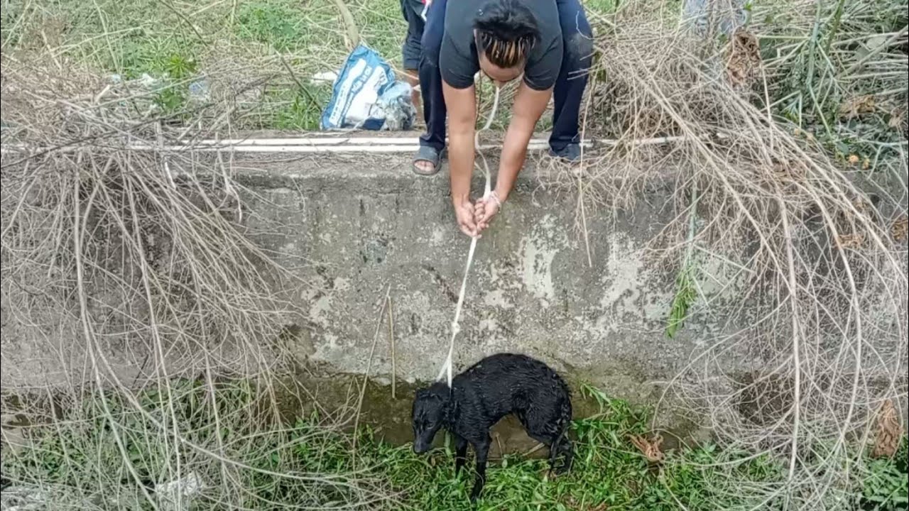MY FIRST VLOG 🐶 Dog rescue videos@vlog33 - YouTube
