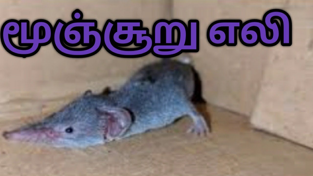 மூஞ்சூறு எலி, விநாயகர் வாகனம். ( Moonchru rat ) வாழ்க்கை. Mushikam life ...