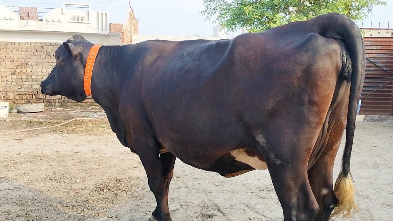 jarsi farizan cow for sale in Pakistan 10/07/2023 - YouTube
