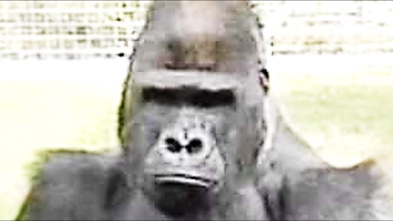 This Gorilla Learns Sign Language & Tells Humans The Chilling History ...
