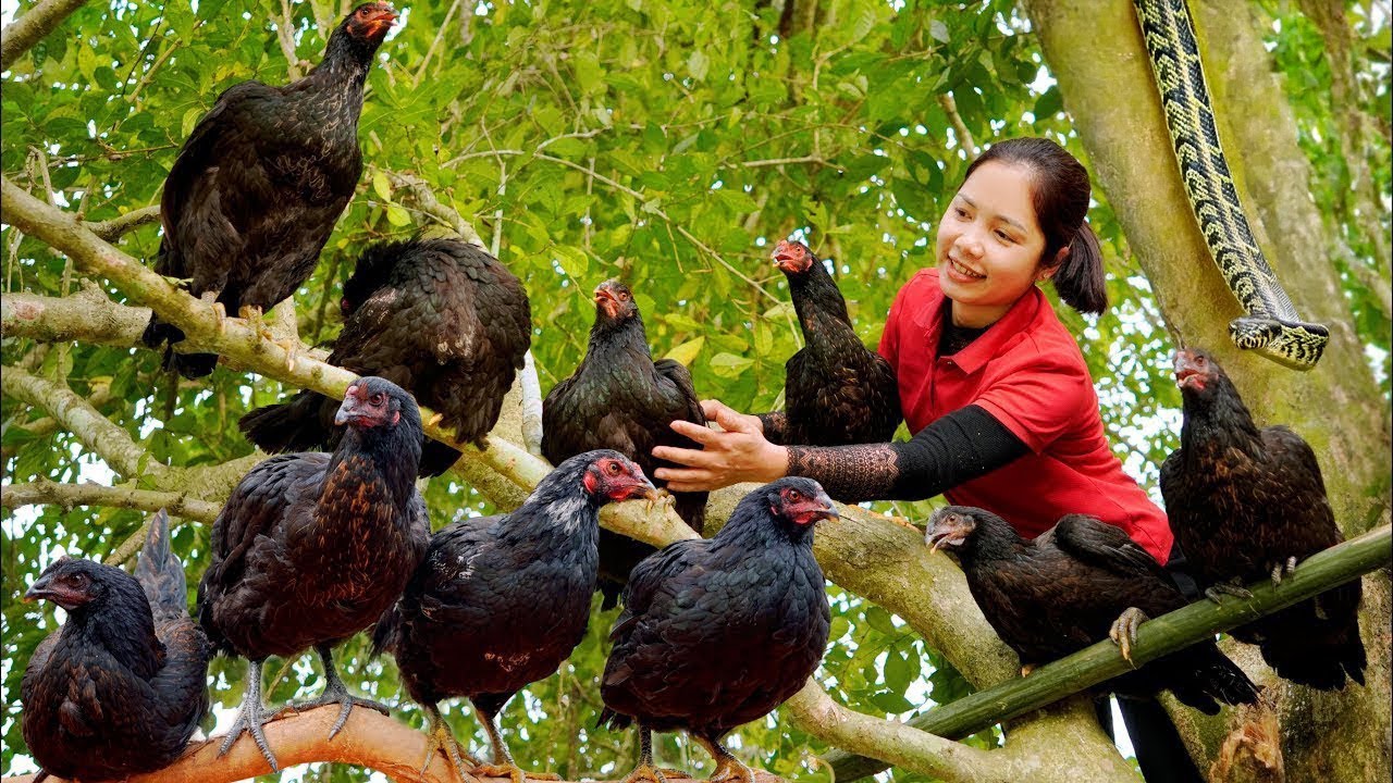 Harvesting A Lot of Chickens Goes to Market Sell - How to make KFC ...