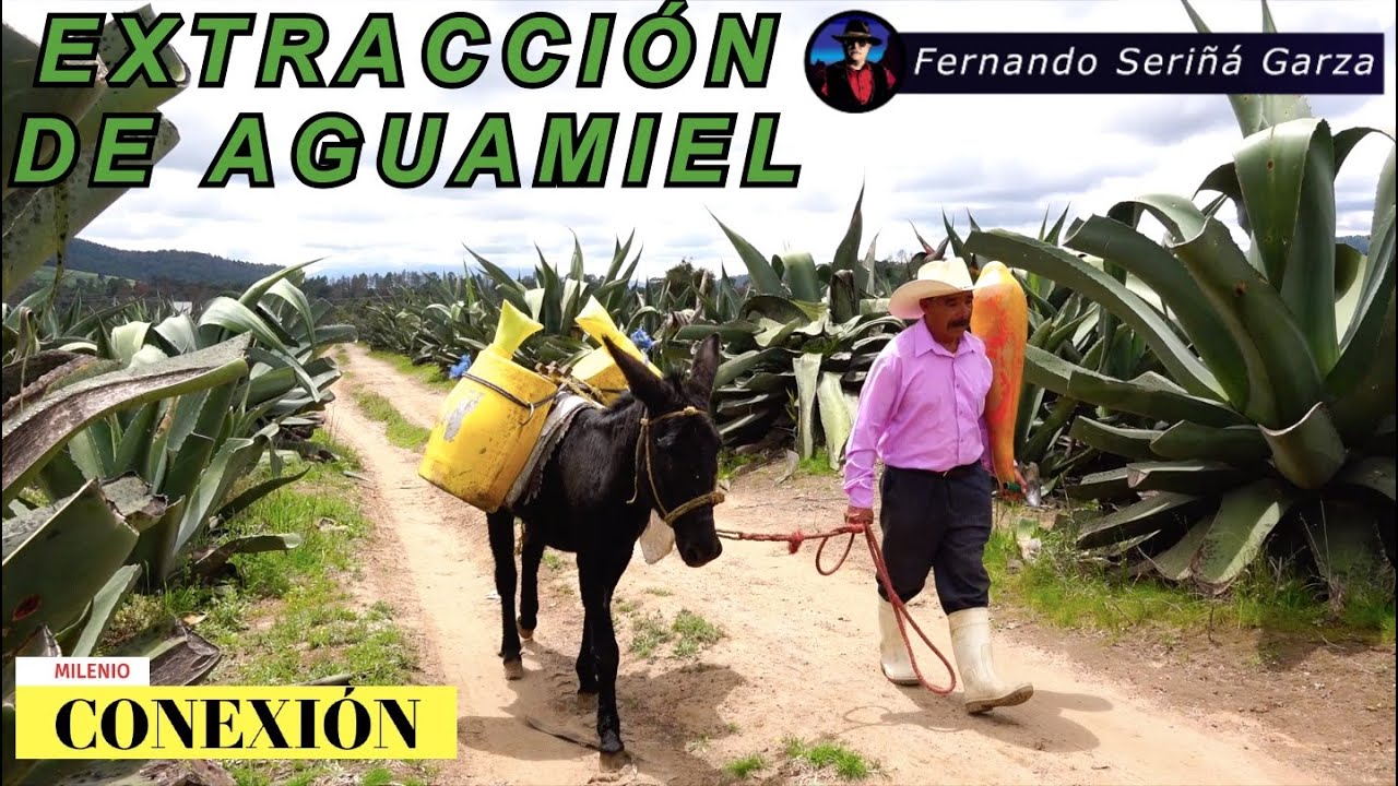 Extracción de Aguamiel y Capado de Maguey - YouTube