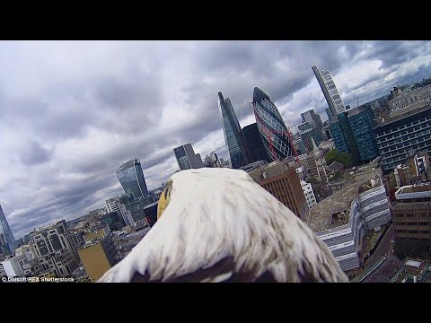 Stunning eagle eye view . Eagle flying with cam - YouTube