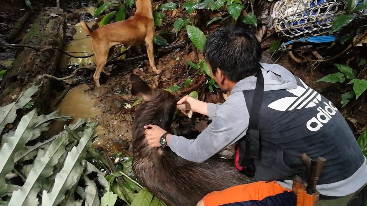 Hasil memburu di hutan tebal sarawak Rusa besar - YouTube