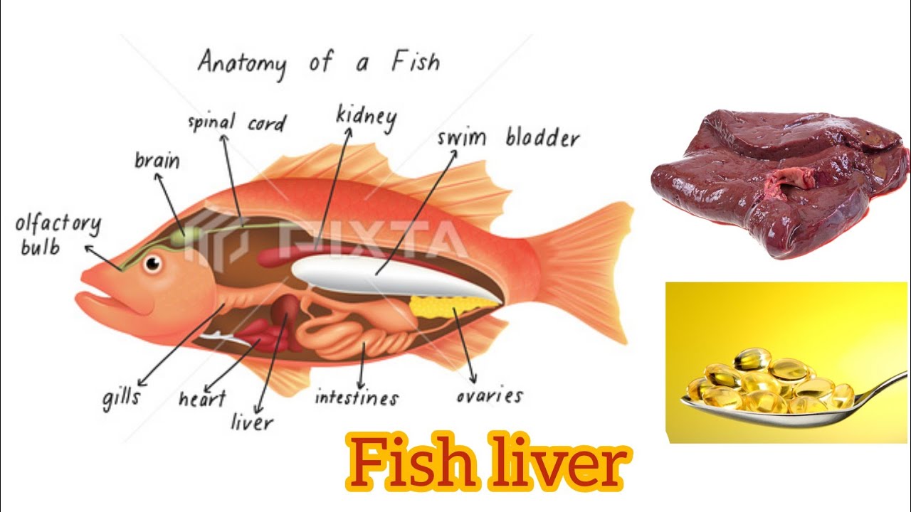 lecture on fish liver@Vlogsworld10Mview #trending #biology #fishery # ...