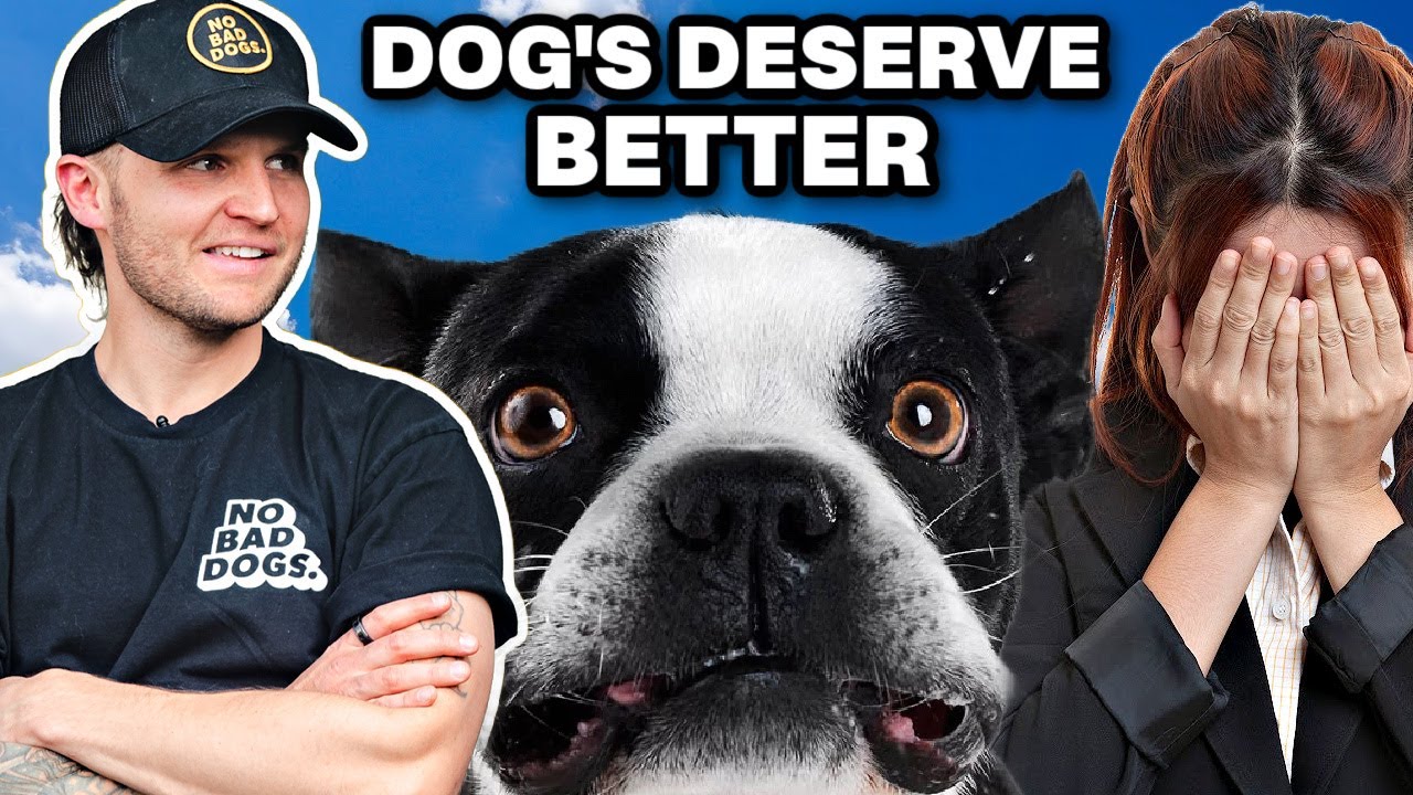 Telling Dog Owners The Sad Truth… - YouTube