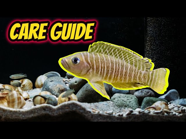 Neolamprologus Similis