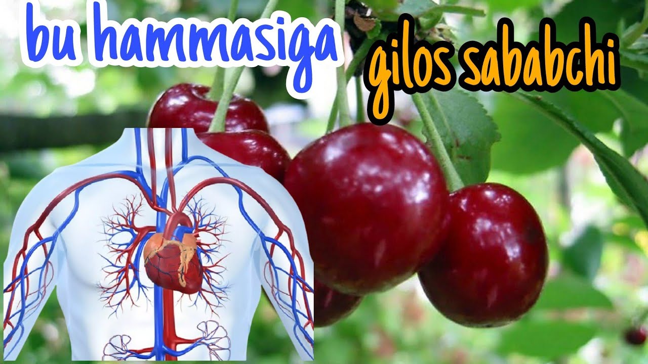 Gilosning foydalari!#foydali #davo #meva #yaxshi #gilos - YouTube