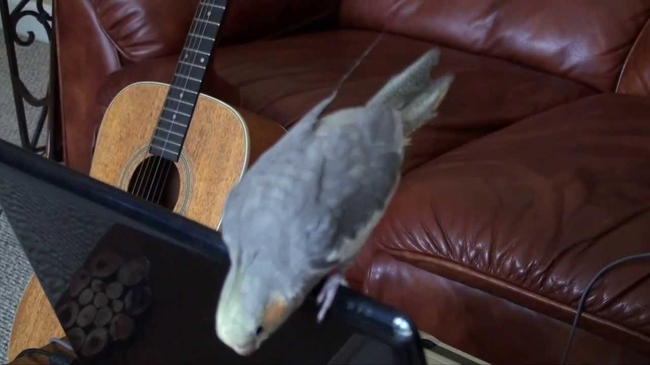Cockatiel dancing to Rap - YouTube