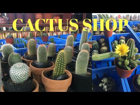 CACTUS SHOP TOUR JANUARY 2020 - YouTube
