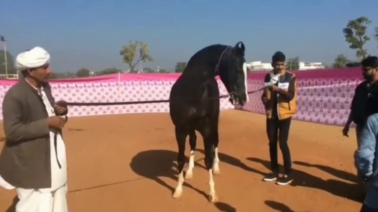 Stallion BADAL Sire ATISUNDAR - YouTube