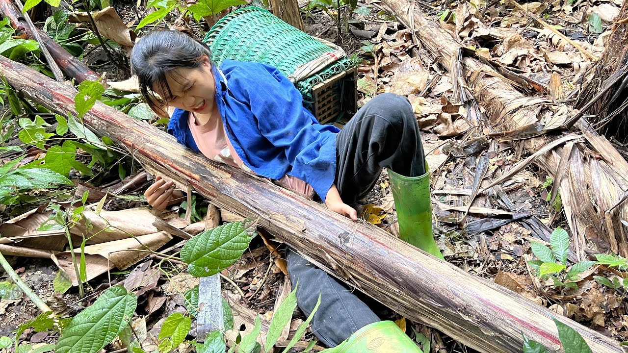 Incident when going into the Forest, Find everything to sell for Money ...