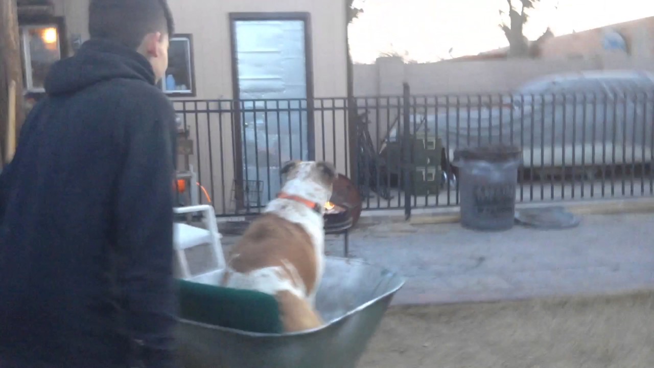 Dog + wheelbarrow - YouTube