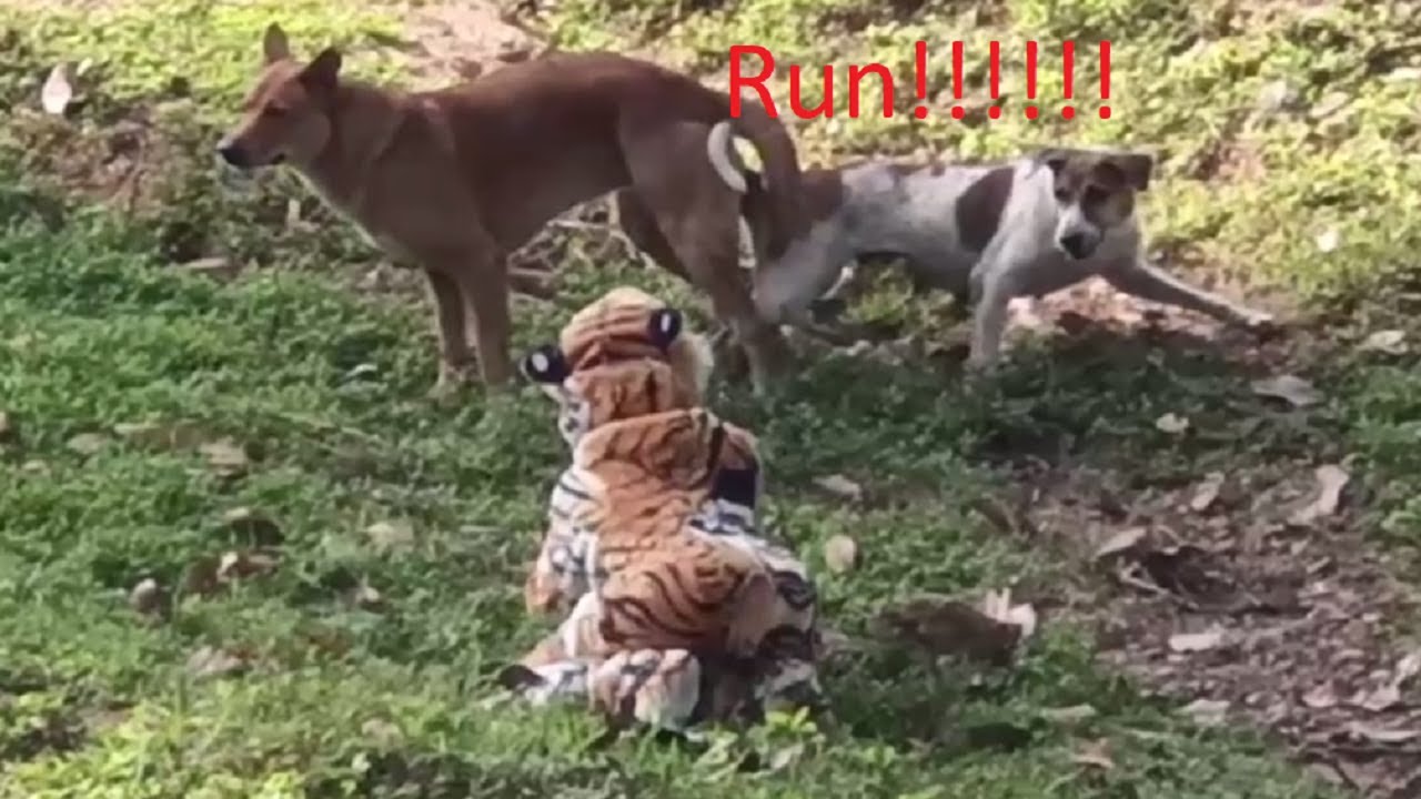Wow! Funny Fake Tiger Prank Dog - why prank me vs has ha - YouTube