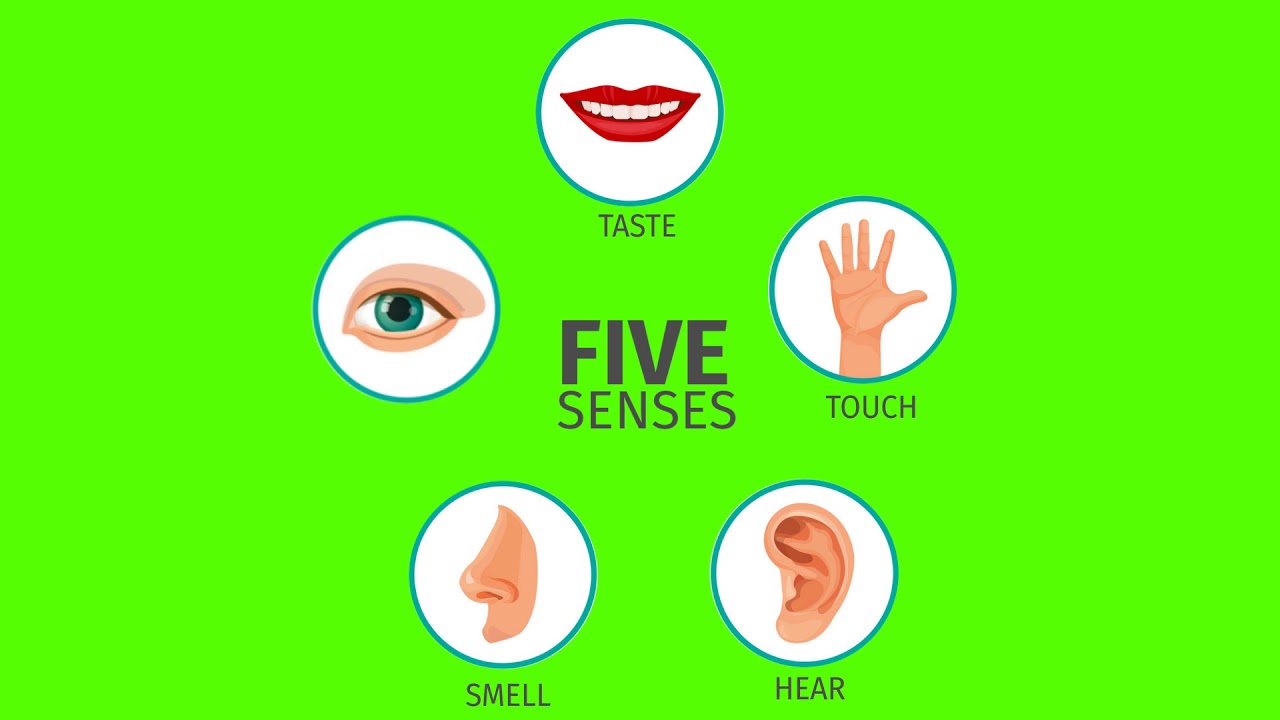 Five Senses Animation - Green Screen | Animation Video | After Effect ...