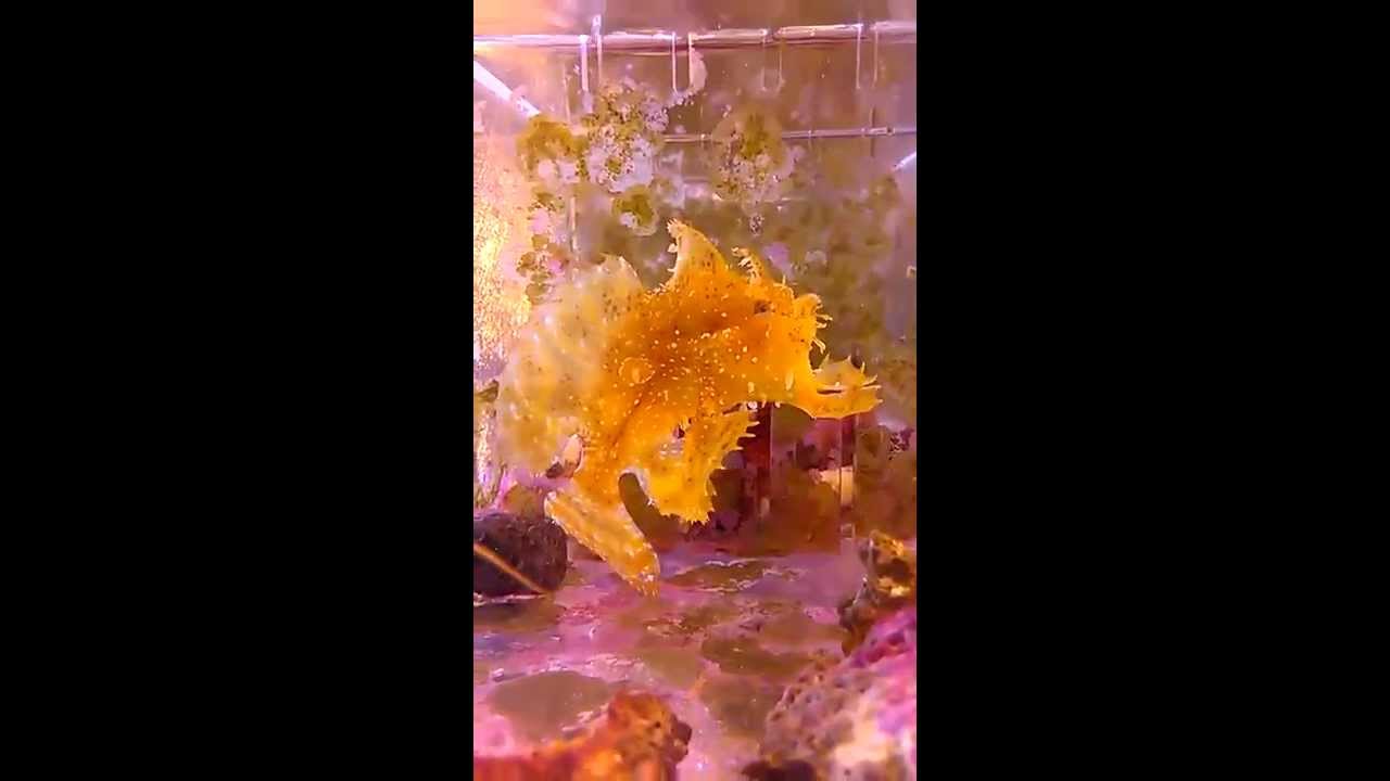 Sargassum Anglerfish eating pellets - Baja Reef - YouTube