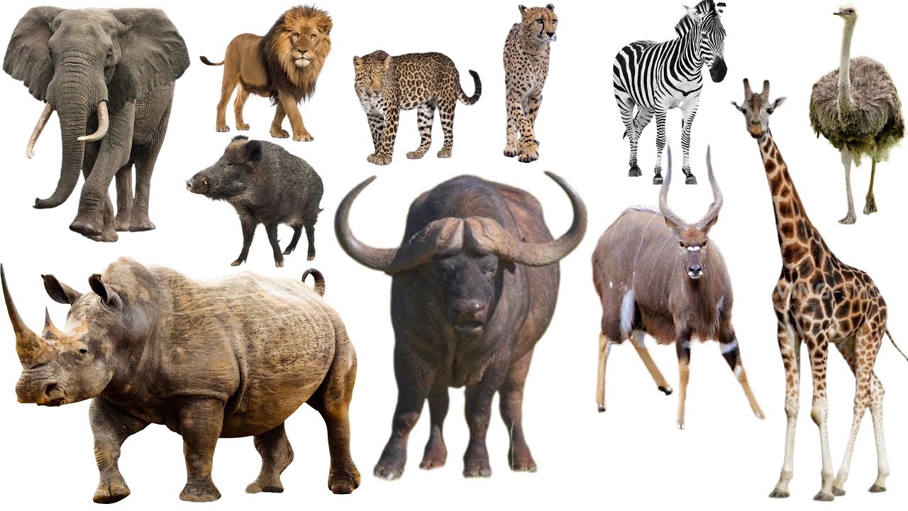 AFRICAN ANIMAL SOUNDS: Zebra, Giraffe, Cheetah, Lion, Meerkat, Kudu ...
