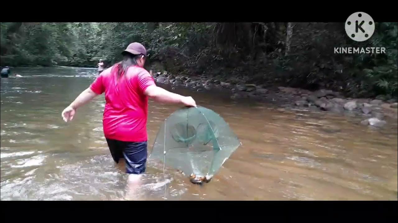 tangkap ikan pakai bubu payung.dan cari daun sayur didalam hutan - YouTube